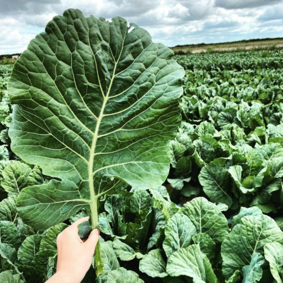 Our Organic Produce: Non-GMO & Holistically Grown - Lady Moon Farms ...