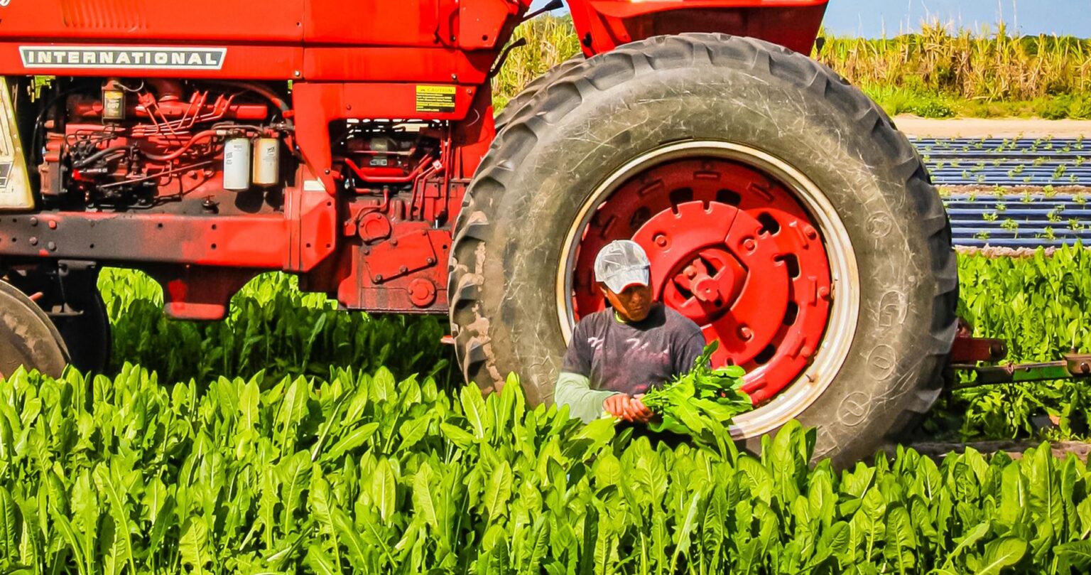 Fresh, Certified Organic Produce, Soil-Grown at East Coast Farms