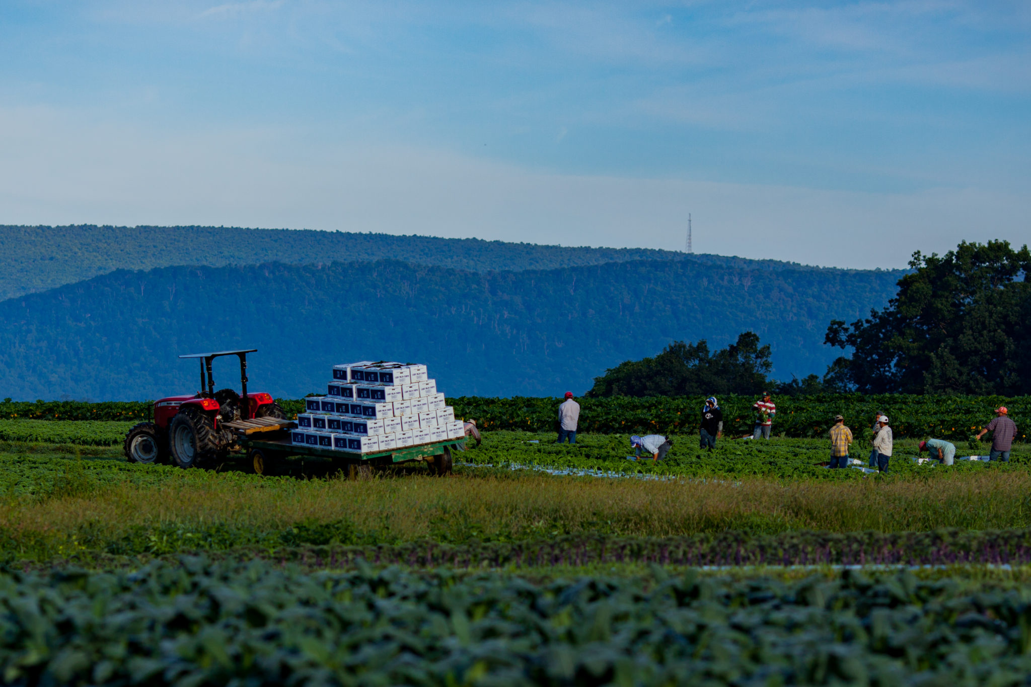 Why Organic - Lady Moon Farms: Certified Organic, Soil-Grown Produce