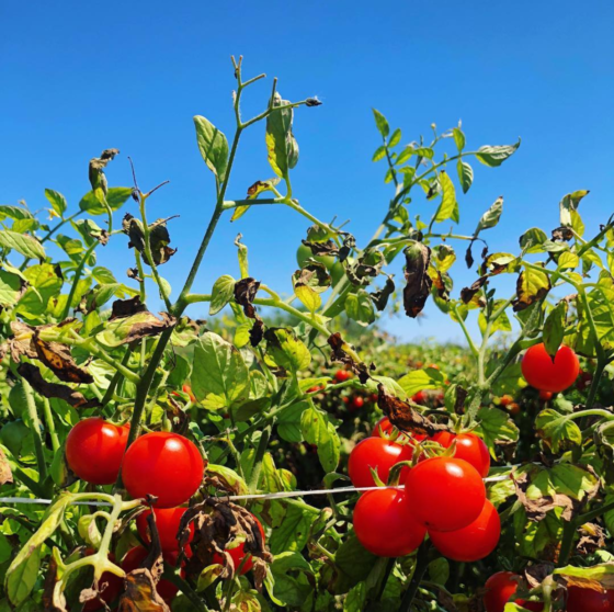 Our Organic Produce: Non-GMO & Holistically Grown - Lady Moon Farms ...