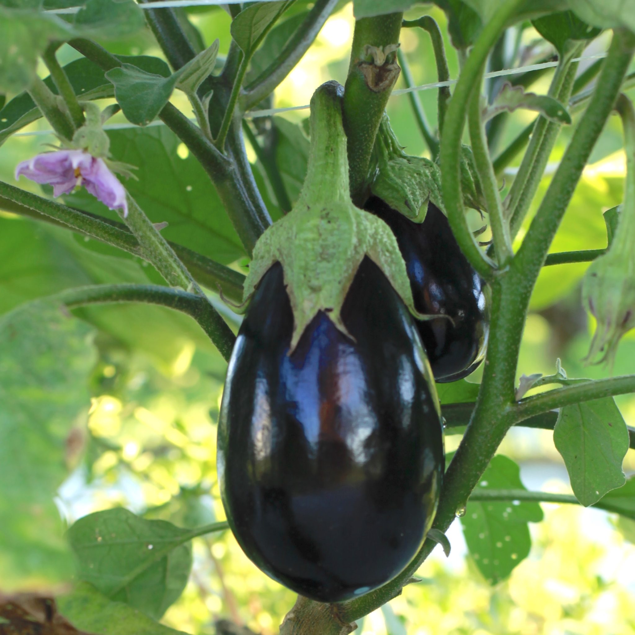 Our Organic Produce: Non-GMO & Holistically Grown - Lady Moon Farms ...