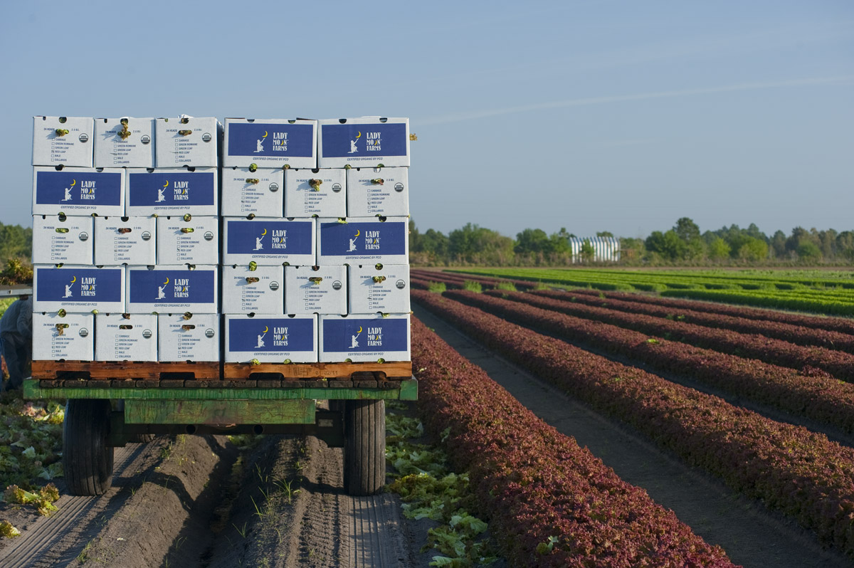 Fresh, Certified Organic Produce, Soil-Grown at East Coast Farms