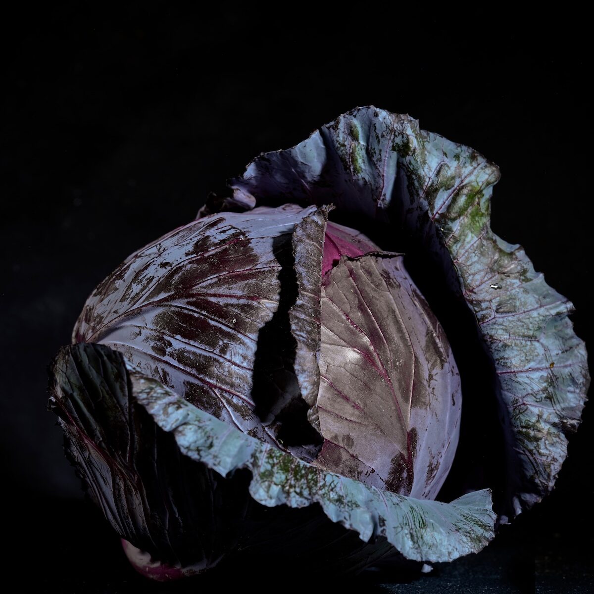 Cabbage | Certified Organic, Soil-Grown from Lady Moon Farms