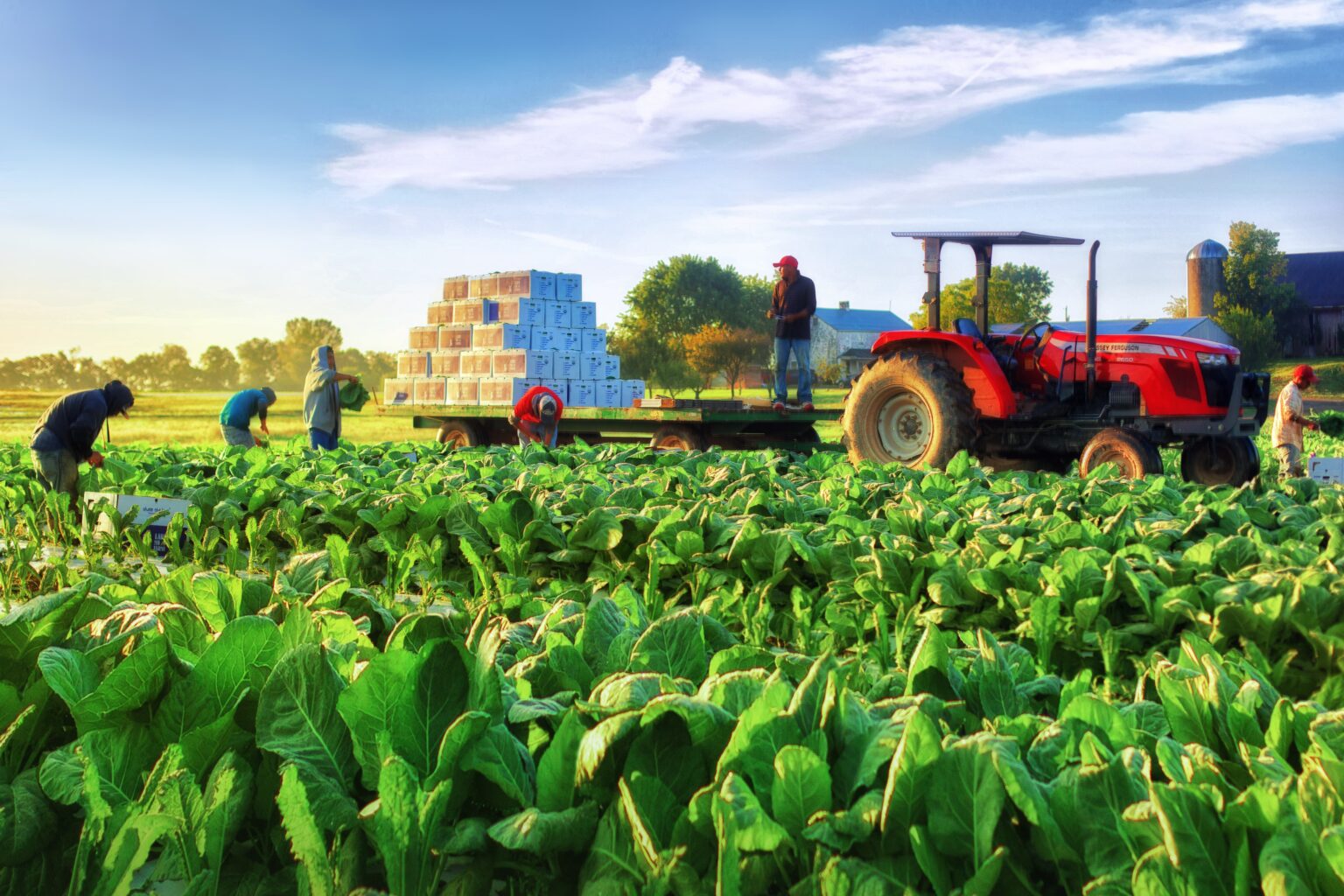 Fresh, Certified Organic Produce, Soil-Grown at East Coast Farms